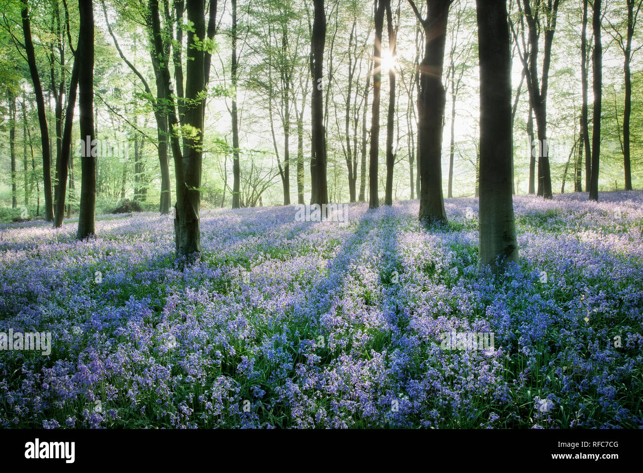A carpet of bluebells (Endymion nonscriptus) in beech (Fagus sylvatica ...