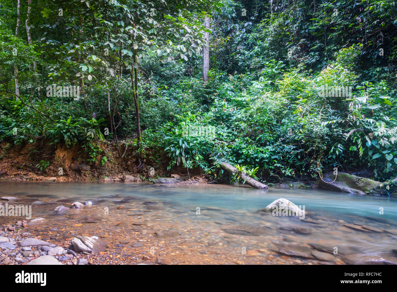 River in rainforest in the jungle of Bukit Lawang, North Sumatra ...