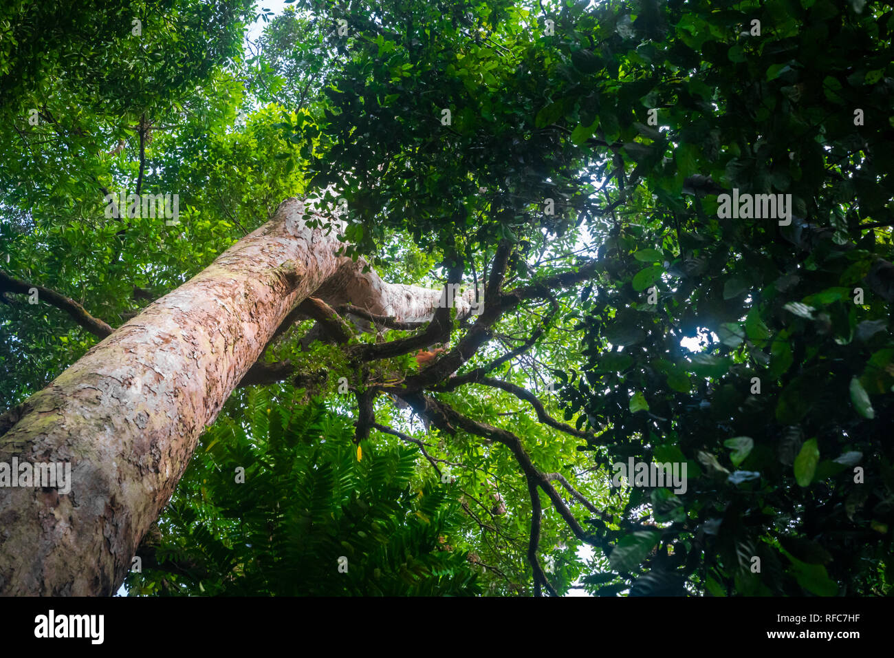 Rainforest in the jungle of Bukit Lawang, North Sumatra, Indonesia ...