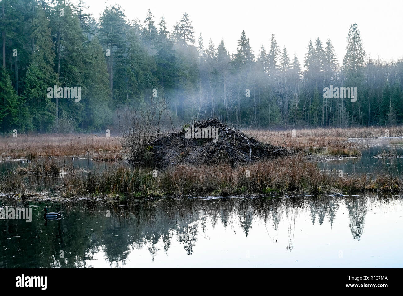 Beaver lake stanley park vancouver hi-res stock photography and images ...