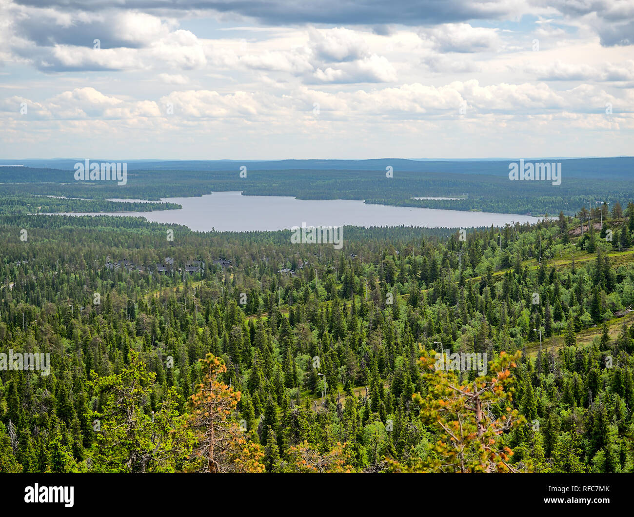 Summer forest view at Rukatunturi, a fell and a ski resort in Kuusamo ...