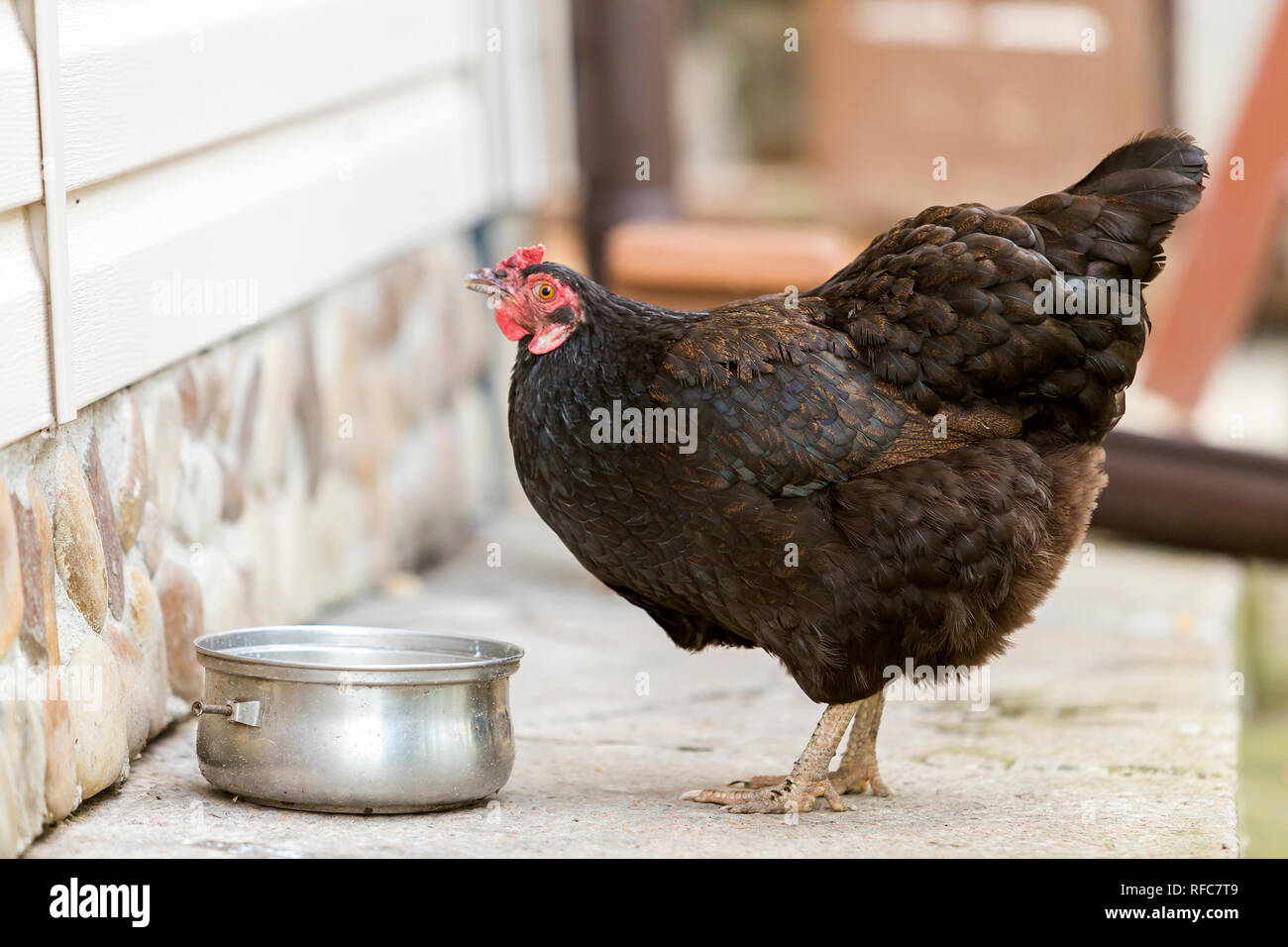 Big nice beautiful black hen drinking water from pan outdoors in yard ...