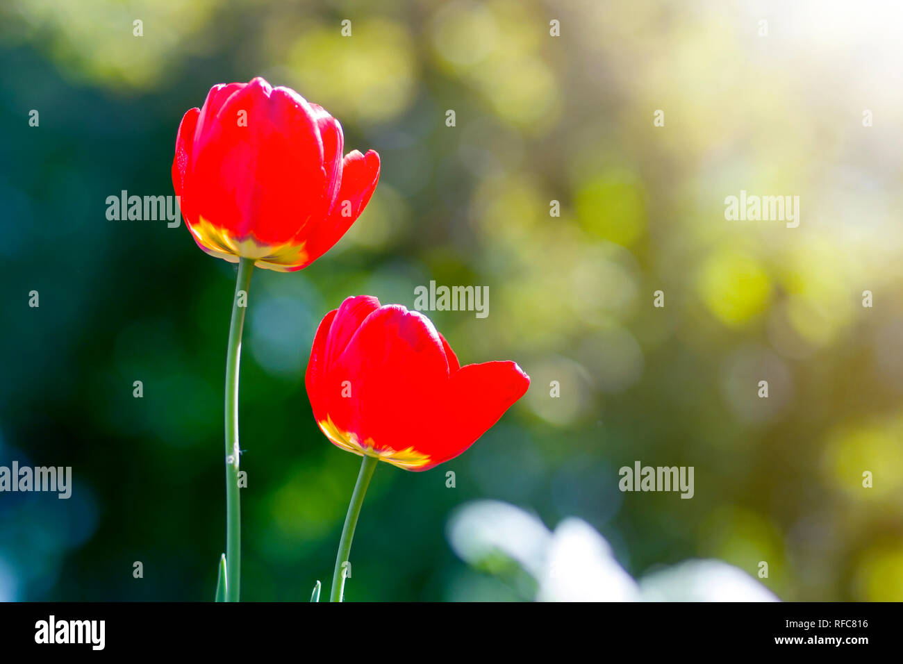 Beautiful close-up picture of wonderful bright red spring flowers ...