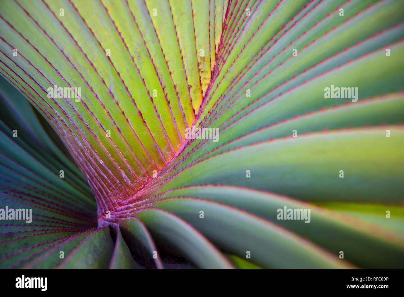 Natural abstract background of tropical palm fronds in a close-up ...