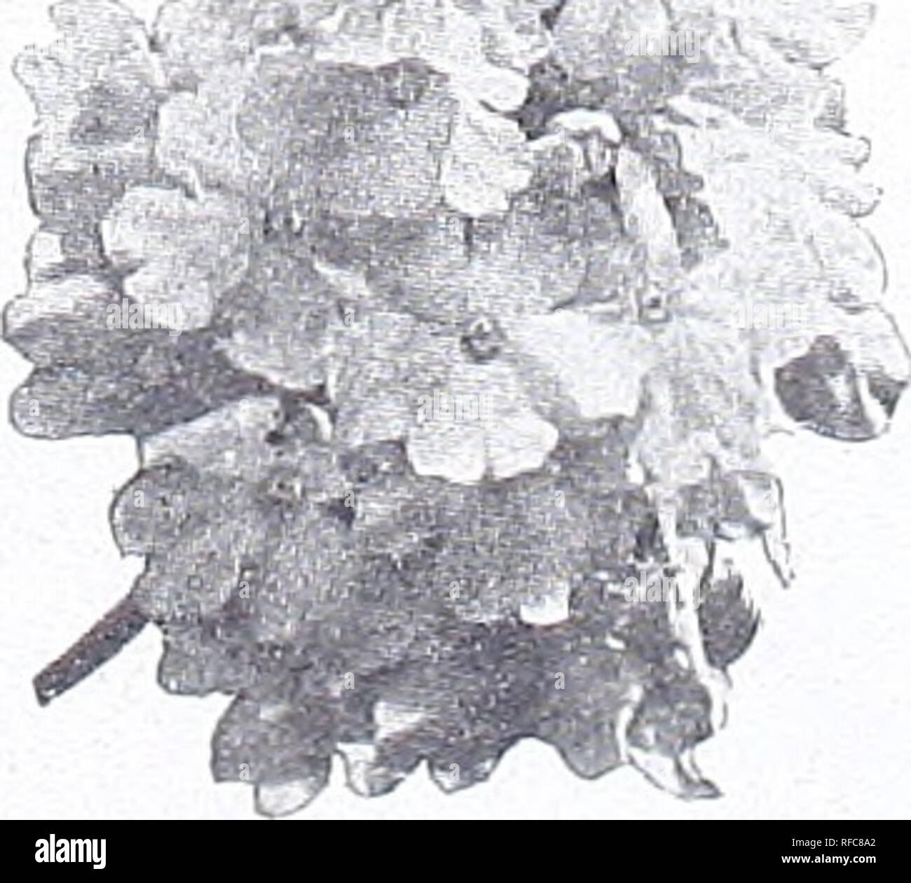 Lacy longs hi-res stock photography and images - Alamy