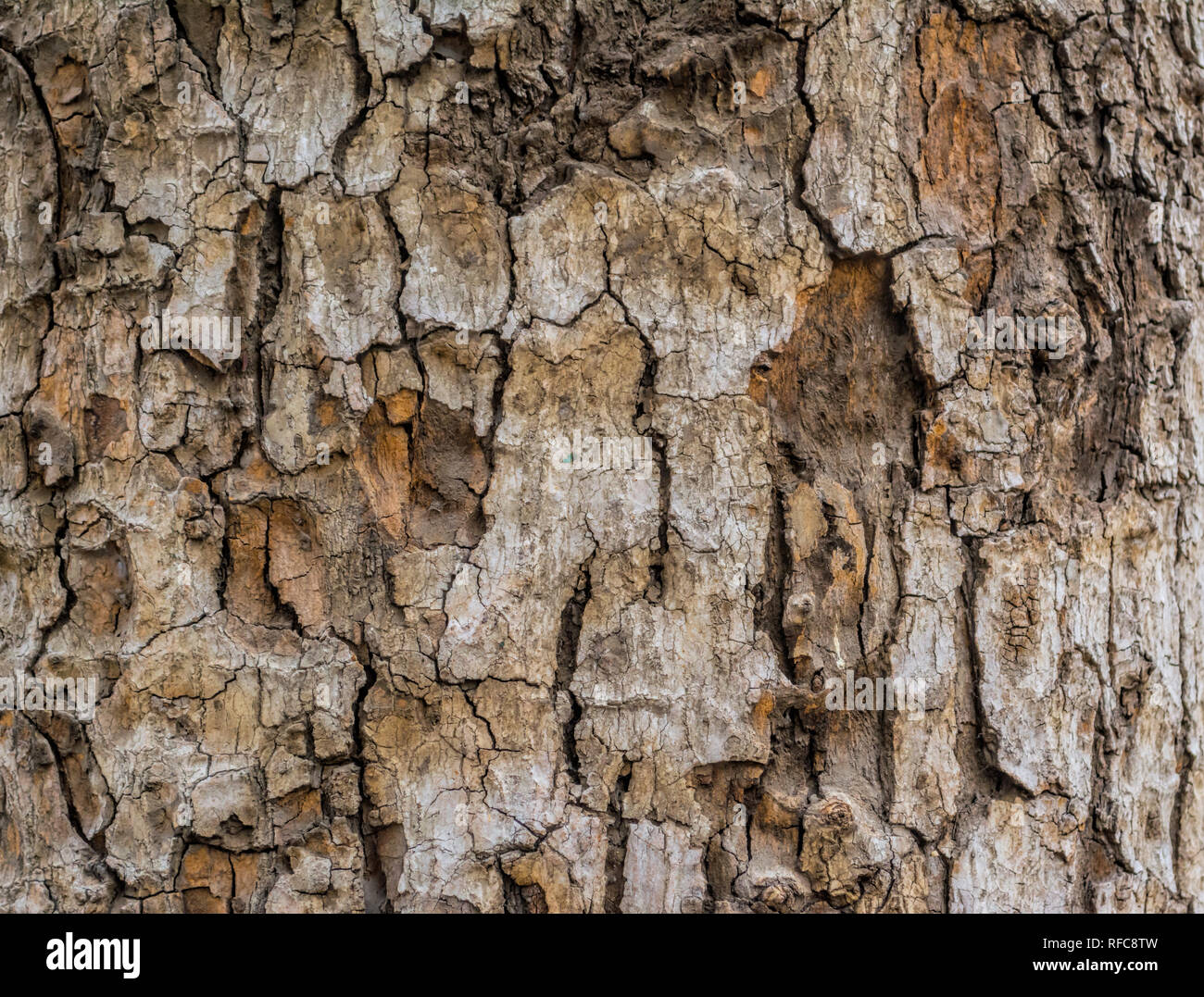 wood texture, natural background , abstract ,old tree Stock Photo - Alamy