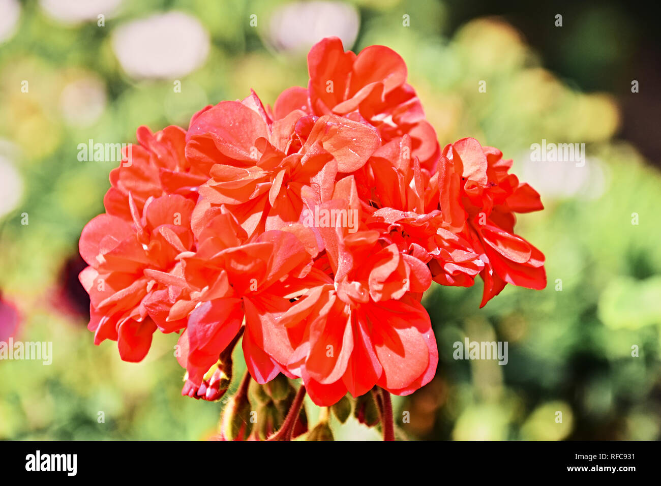 Red geranium with green background Stock Photo - Alamy