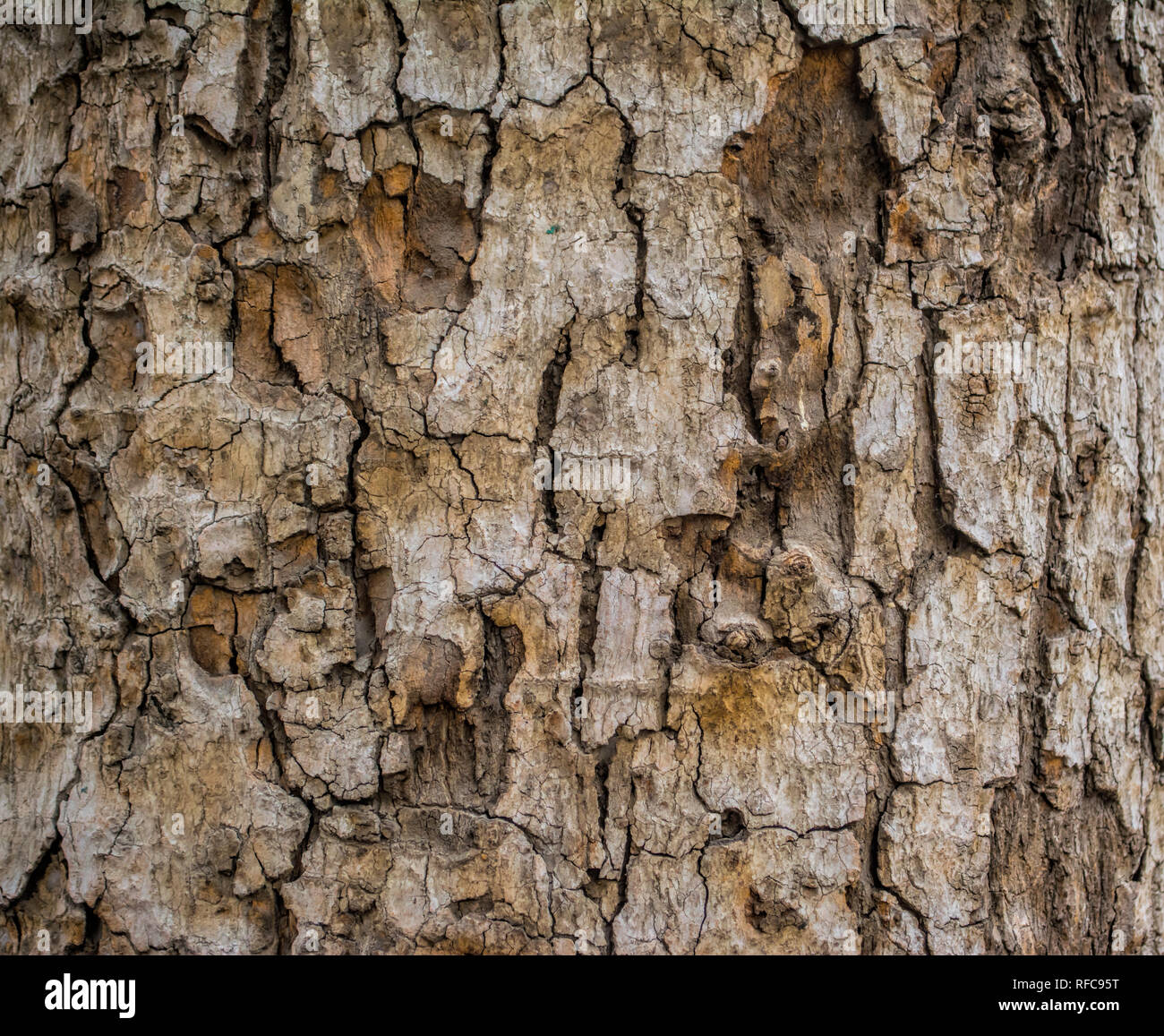 wood texture, natural background , abstract ,old tree Stock Photo - Alamy