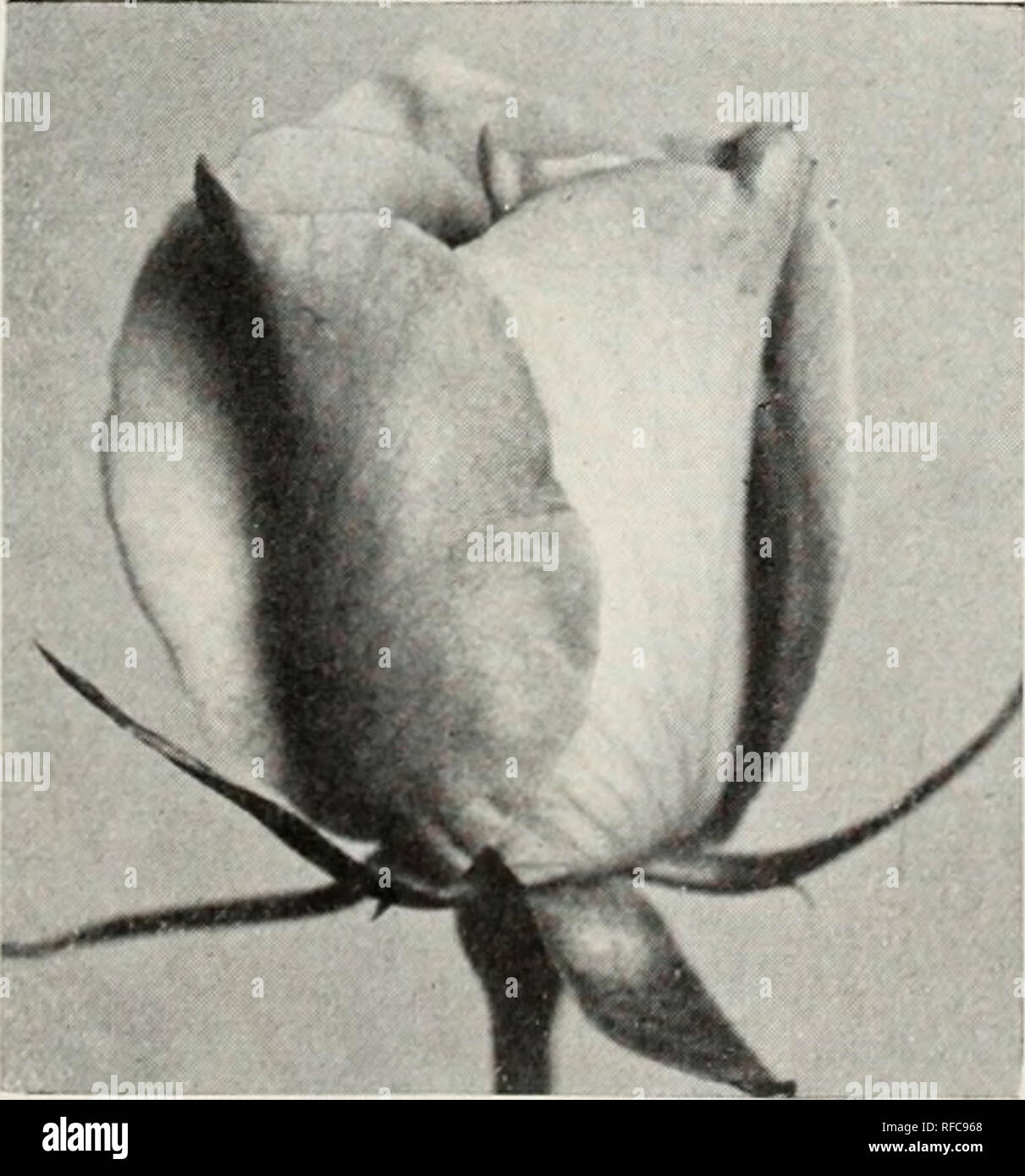 Rose henry nevard hi-res stock photography and images - Alamy