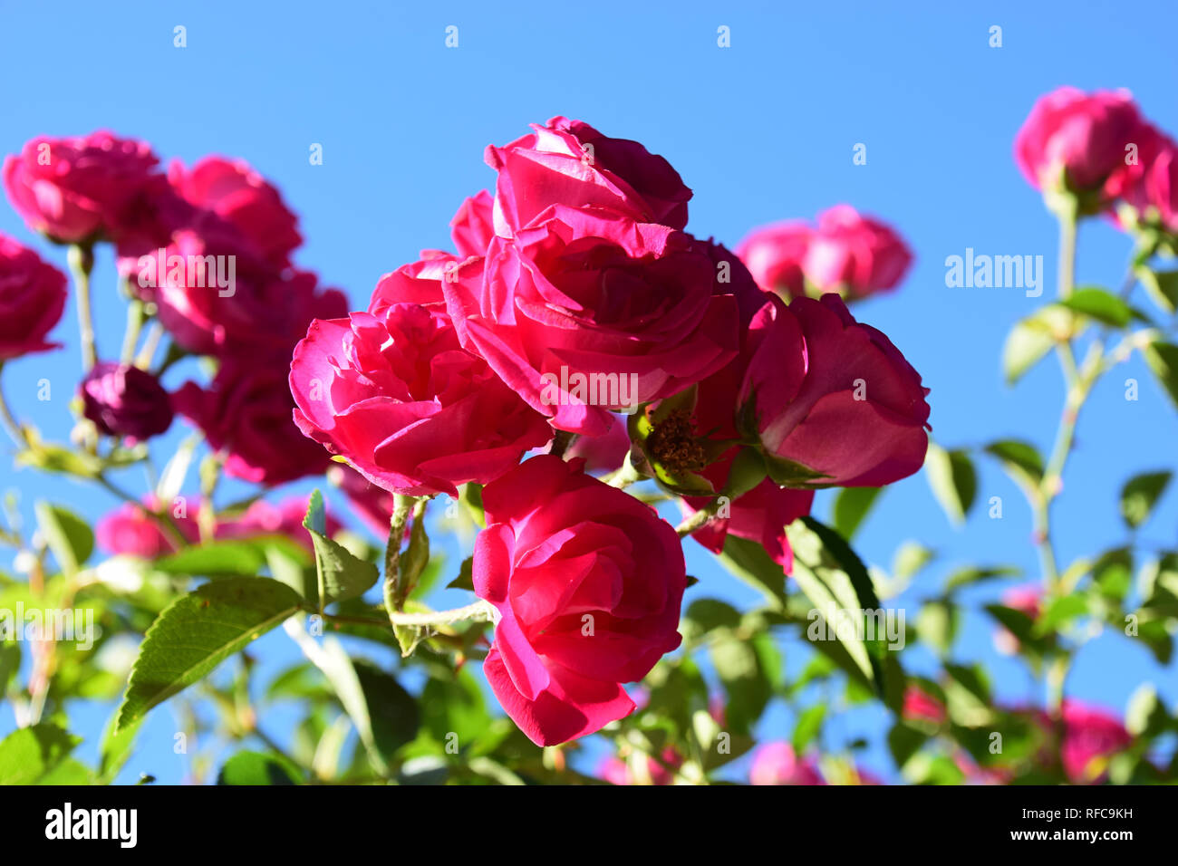 Rosebush with blue sky background Stock Photo - Alamy
