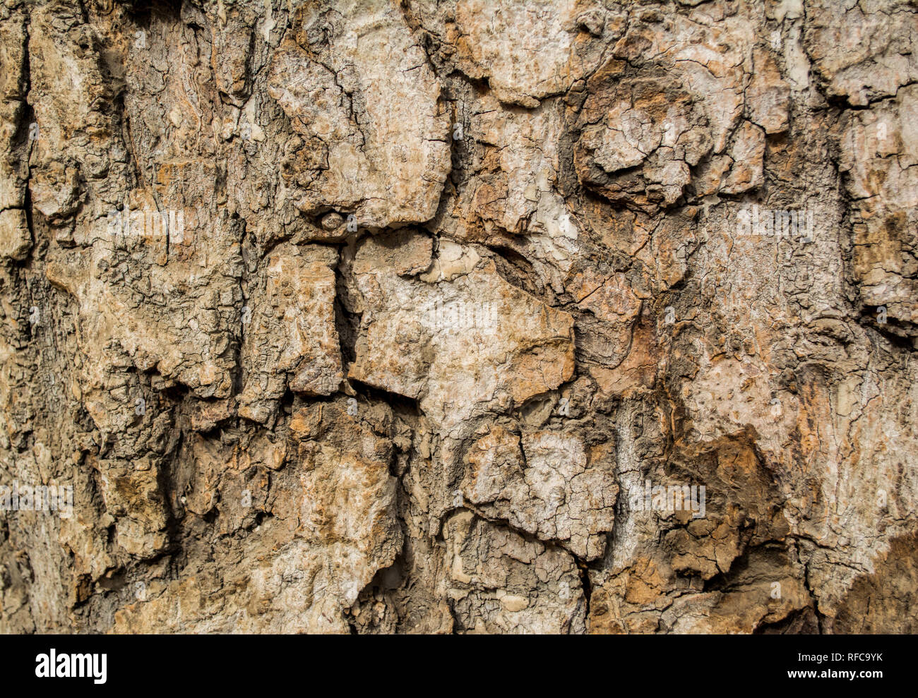 Tree grain texture black and white macro details nature background hi ...