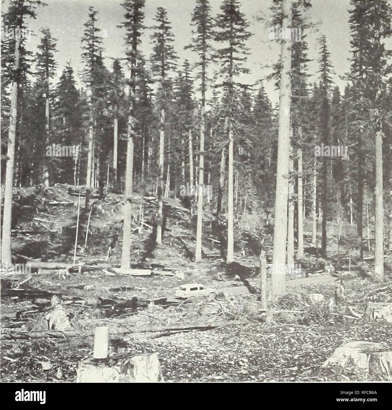 . Natural regeneration of Douglas-fir and associated species using ...