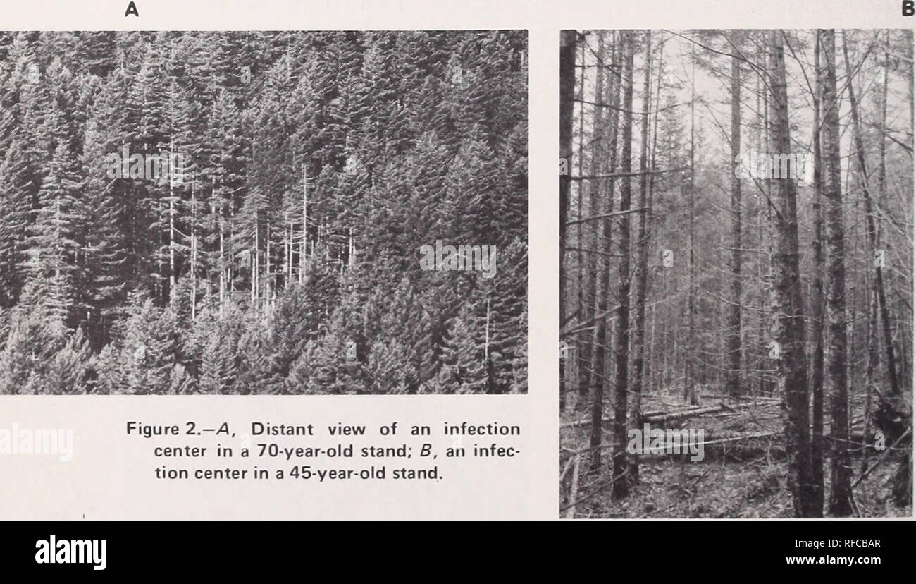 . Laminated root rot of Douglas-fir in western Oregon and Washington ...