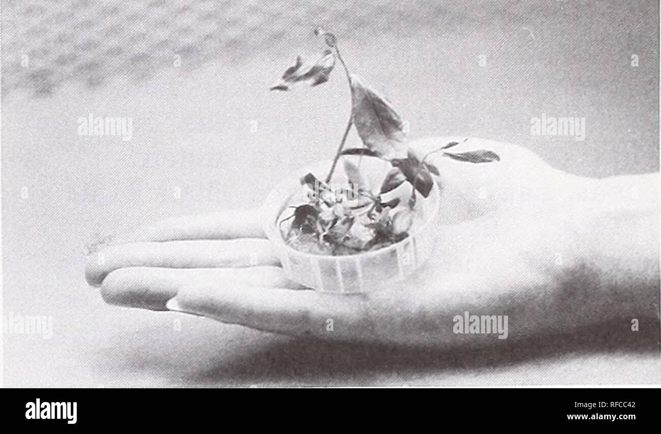 Somaclonal variation hi-res stock photography and images - Alamy