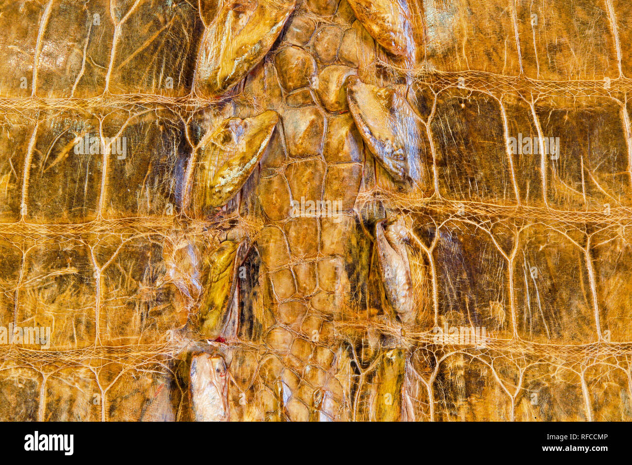 Close up shot of Alligator skin texture Stock Photo - Alamy