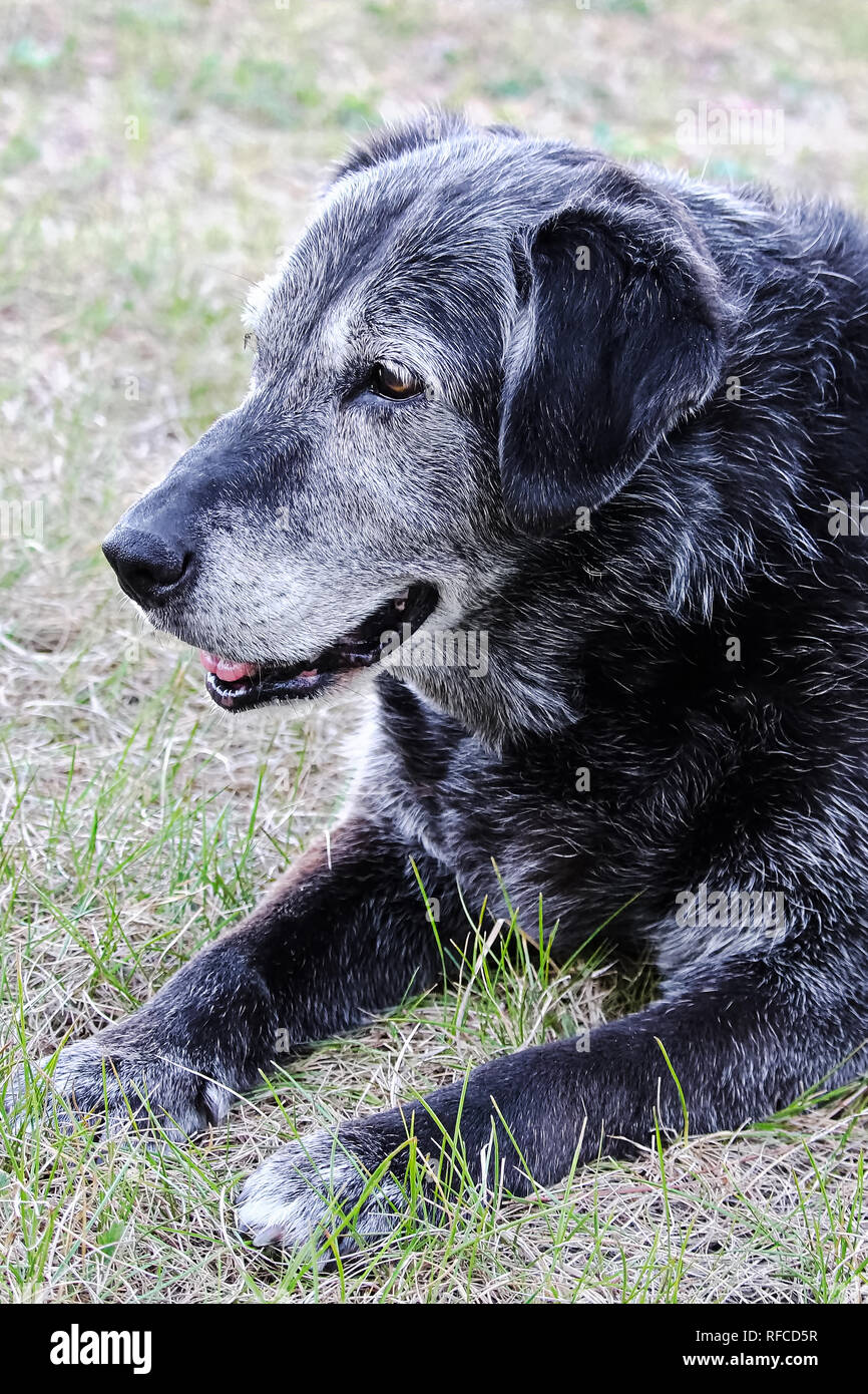 The side view of the head of a very senior dog looking away Stock Photo ...