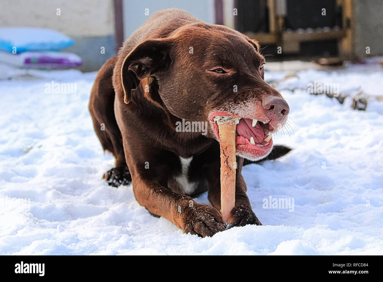 Dog Chewing A Bone High Resolution Stock Photography and Images - Alamy
