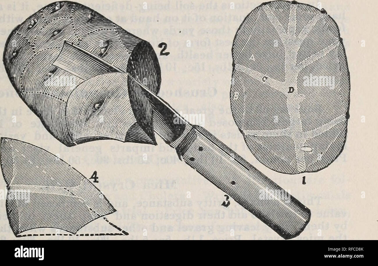 . 29th annual seed catalogue & price list of everything for the garden ...