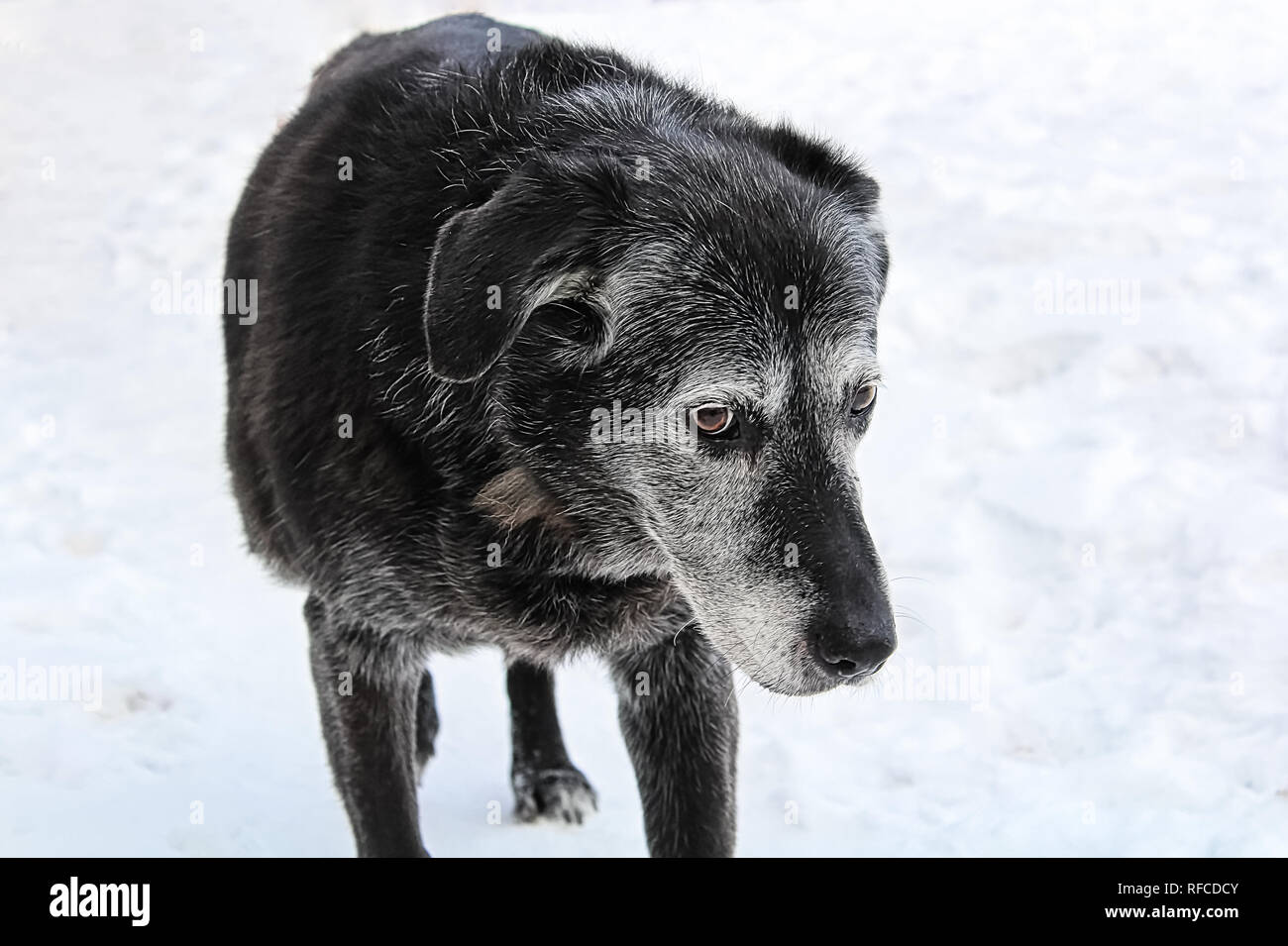 Dog looking guilty hi-res stock photography and images - Alamy
