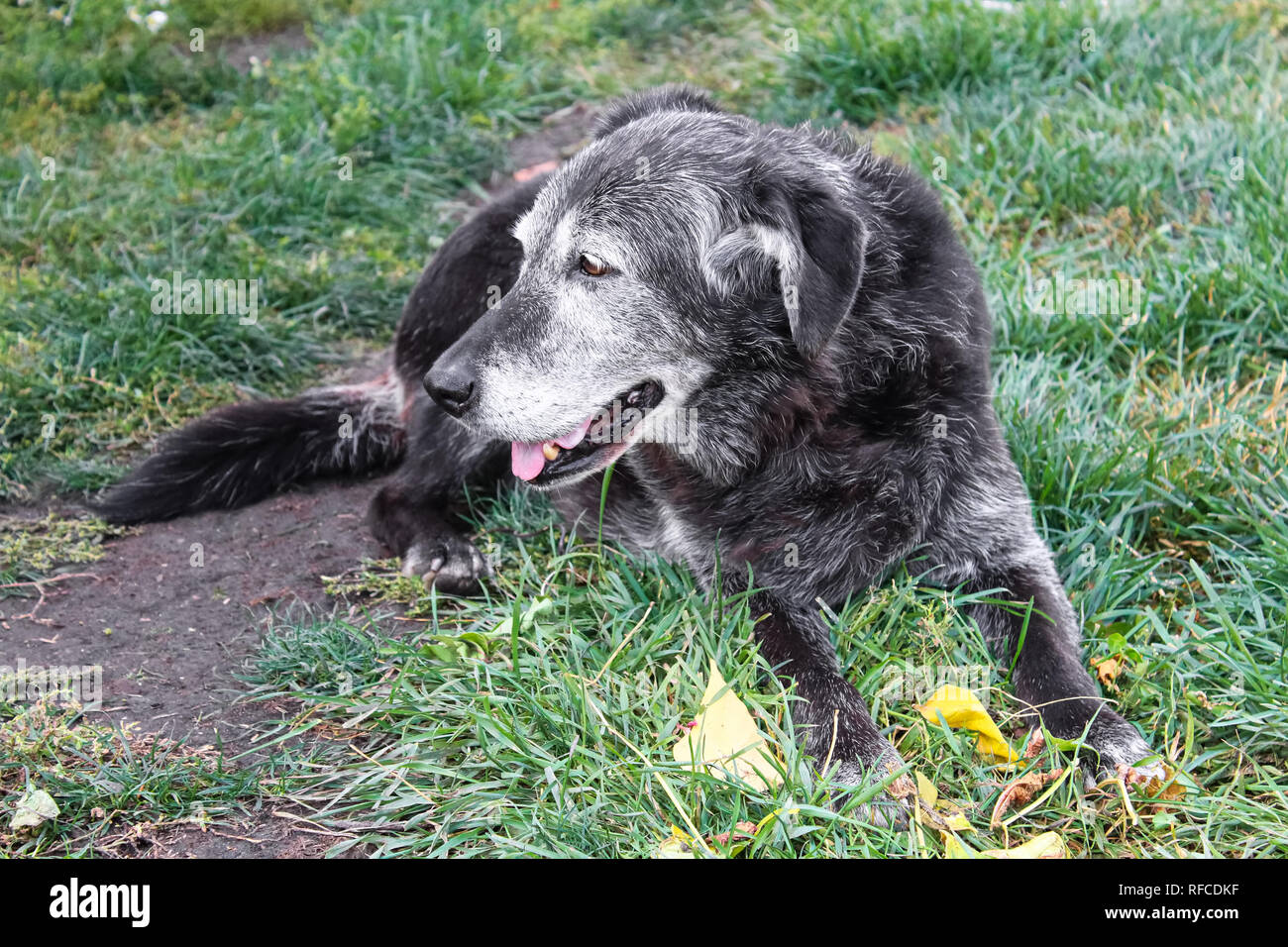 Black white dog looks around hi-res stock photography and images - Alamy