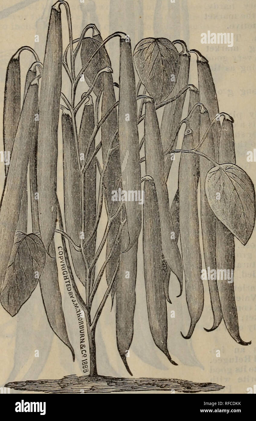Old and new seed pods hi-res stock photography and images - Alamy