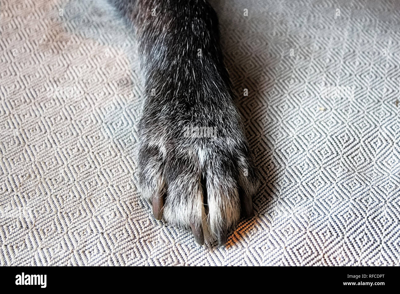 The top view of a dogs paw from the front Stock Photo - Alamy