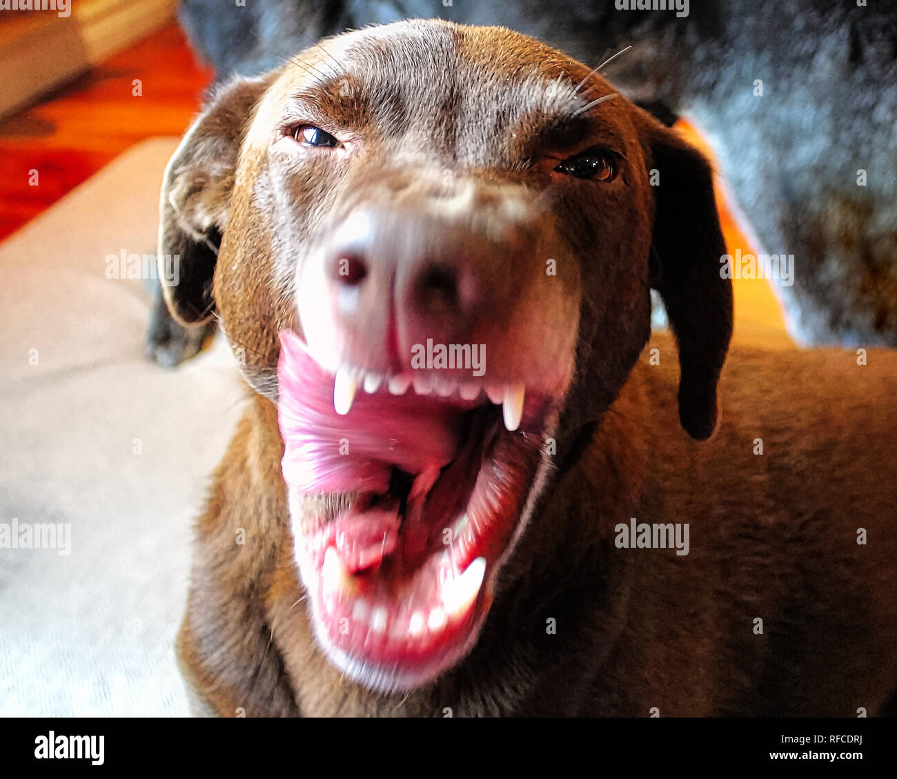 A dog snaps and snarls at the camera Stock Photo - Alamy