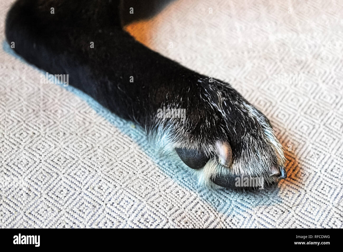 Paw dog black nails hi-res stock photography and images - Alamy