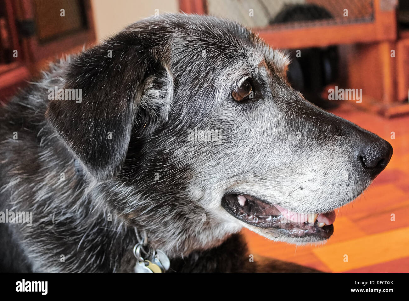 Labrador retriever black side profile hi-res stock photography and ...