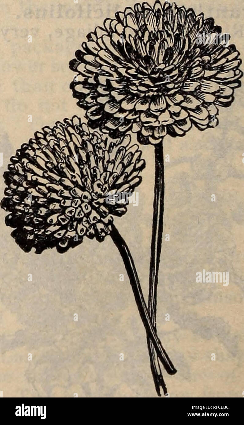 Adonis autumnalis hi-res stock photography and images - Alamy