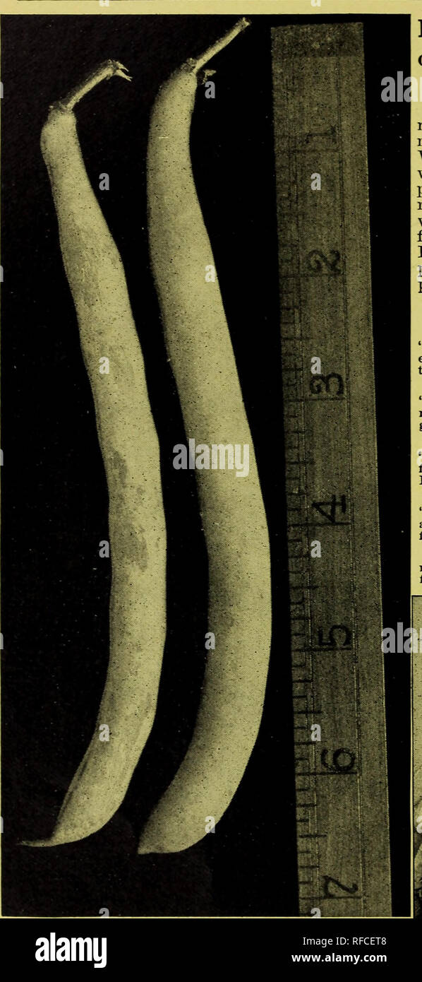 . 1901 Johnson & Stokes garden and farm manual. Nurseries (Horticulture ...