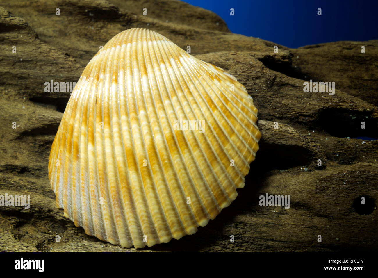 Clam shell collected from the Gulf of Mexico beach at Fort Morgan ...