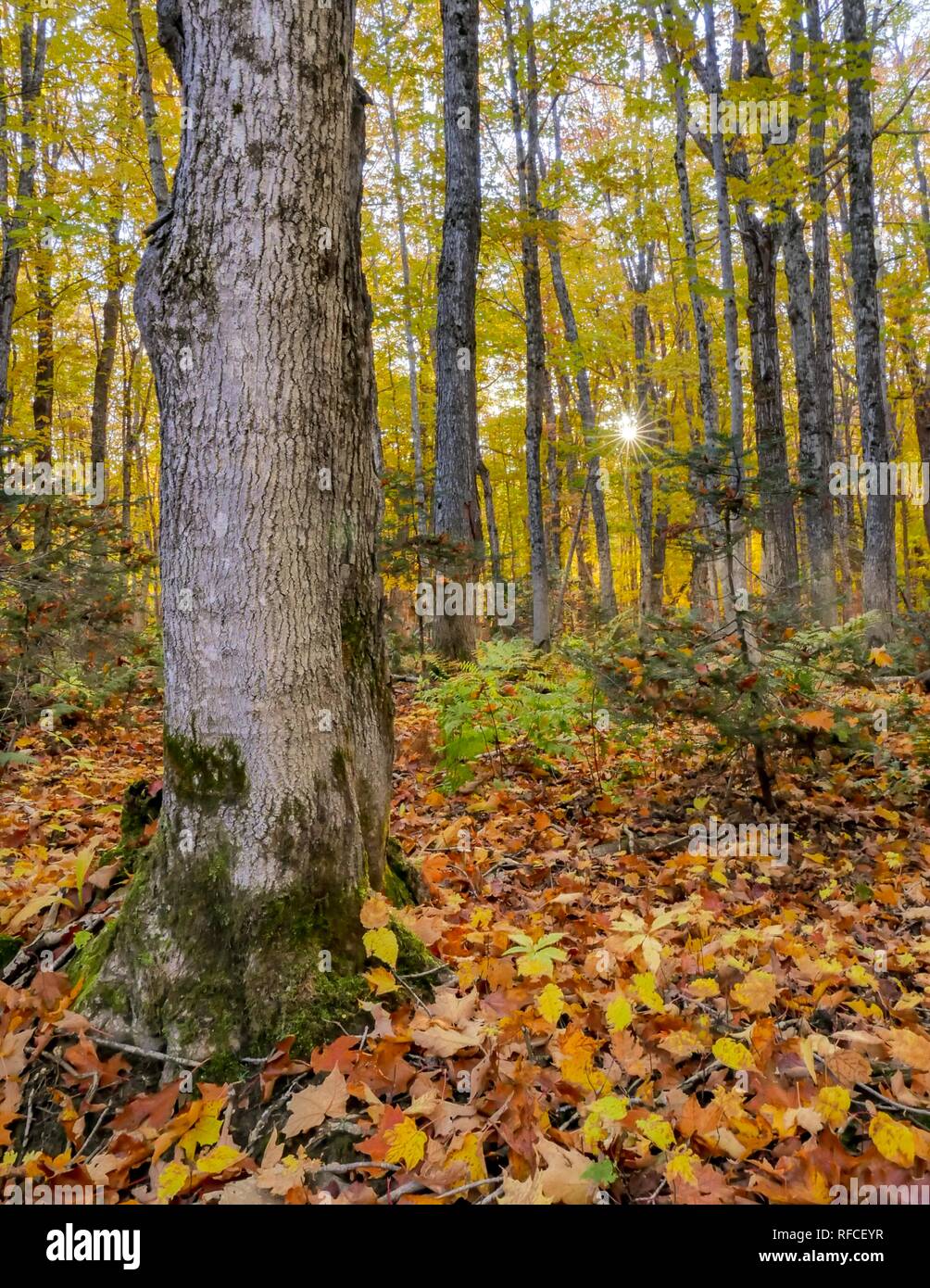 Colorful forest floor on a sunny autumn morning in a Canadian maple ...