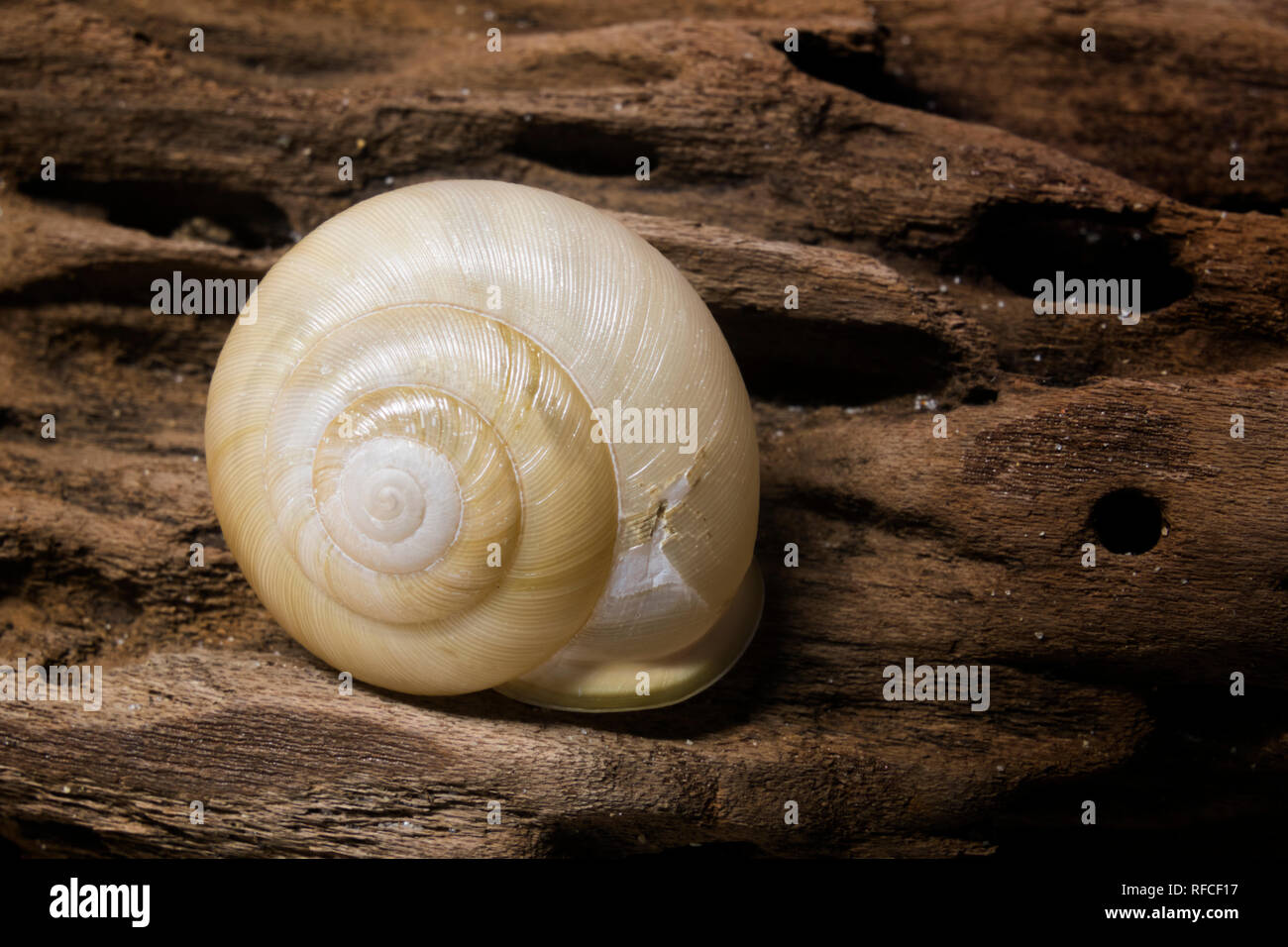Mollusk shell damaged by sea water hi-res stock photography and images ...