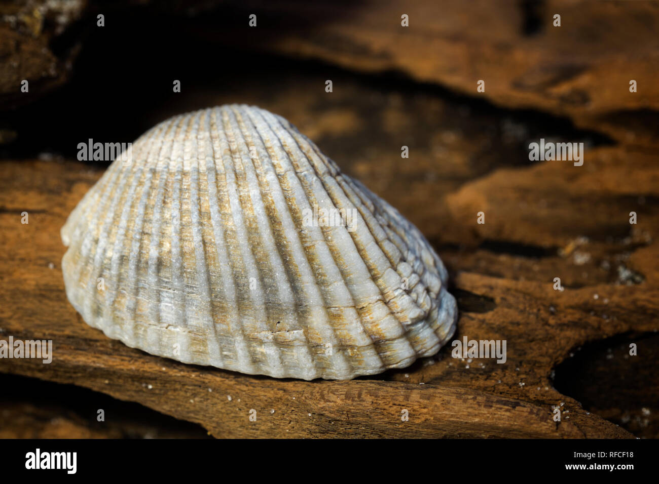 Gulf of mexico seashells hi-res stock photography and images - Alamy