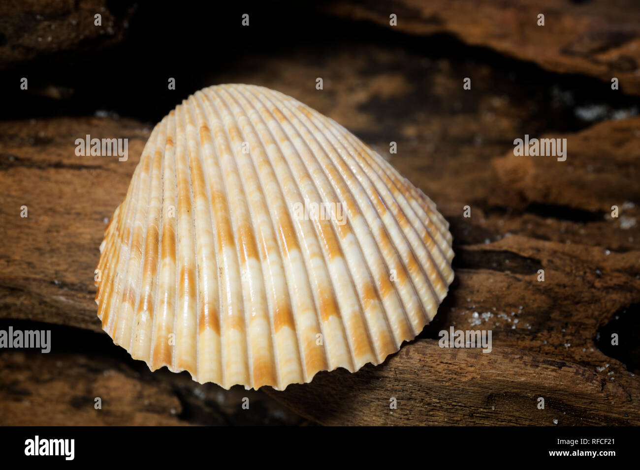 Shell collection display hi-res stock photography and images - Alamy