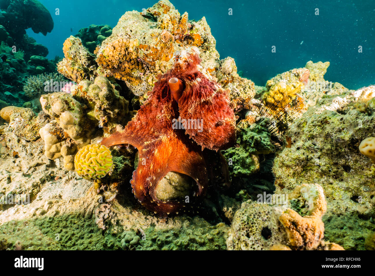 Octopus king of camouflage in the Red Sea, eilat israel Stock Photo - Alamy