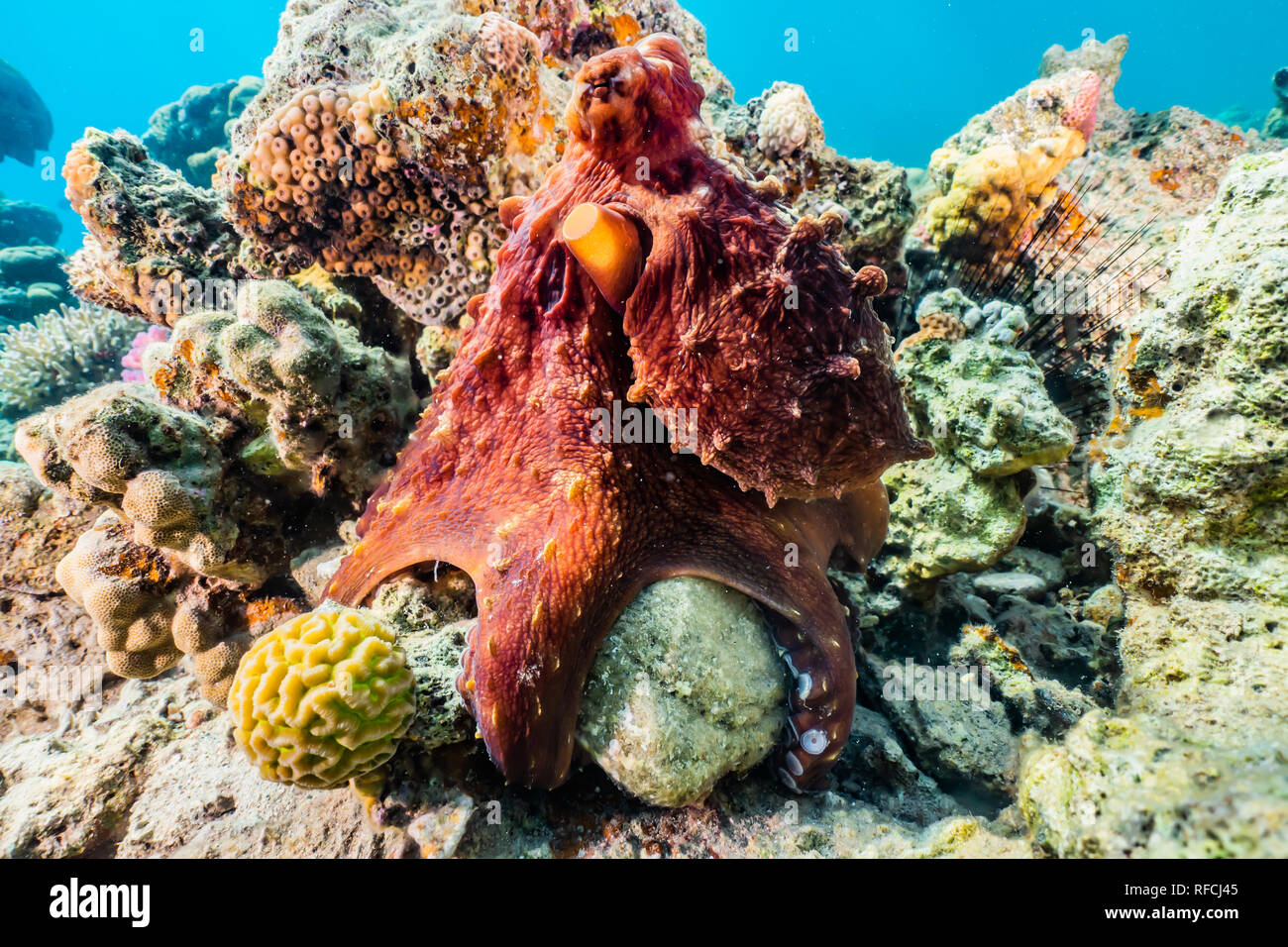 Octopus king of camouflage in the Red Sea, eilat israel Stock Photo - Alamy