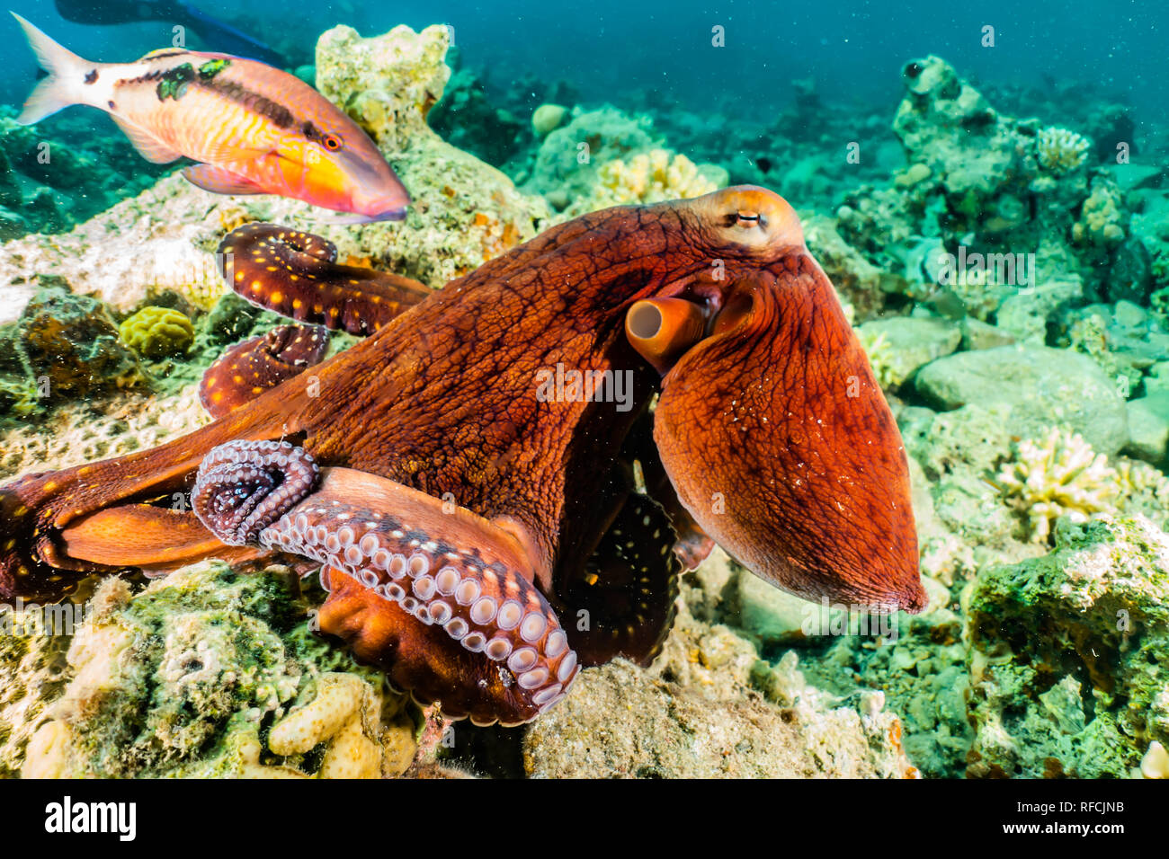 Octopus king of camouflage in the Red Sea, eilat israel Stock Photo - Alamy