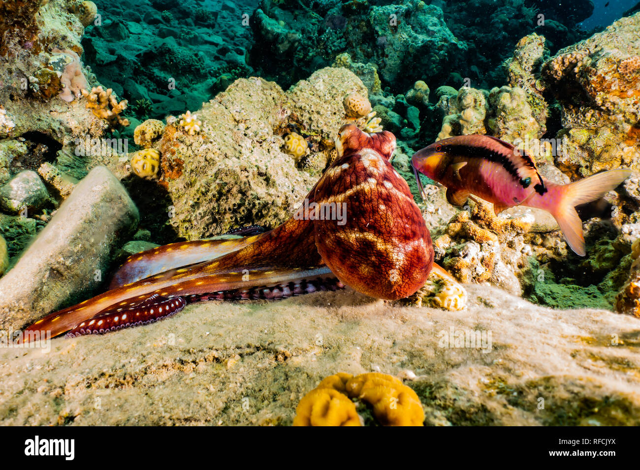 Octopus king of camouflage in the Red Sea, eilat israel Stock Photo - Alamy