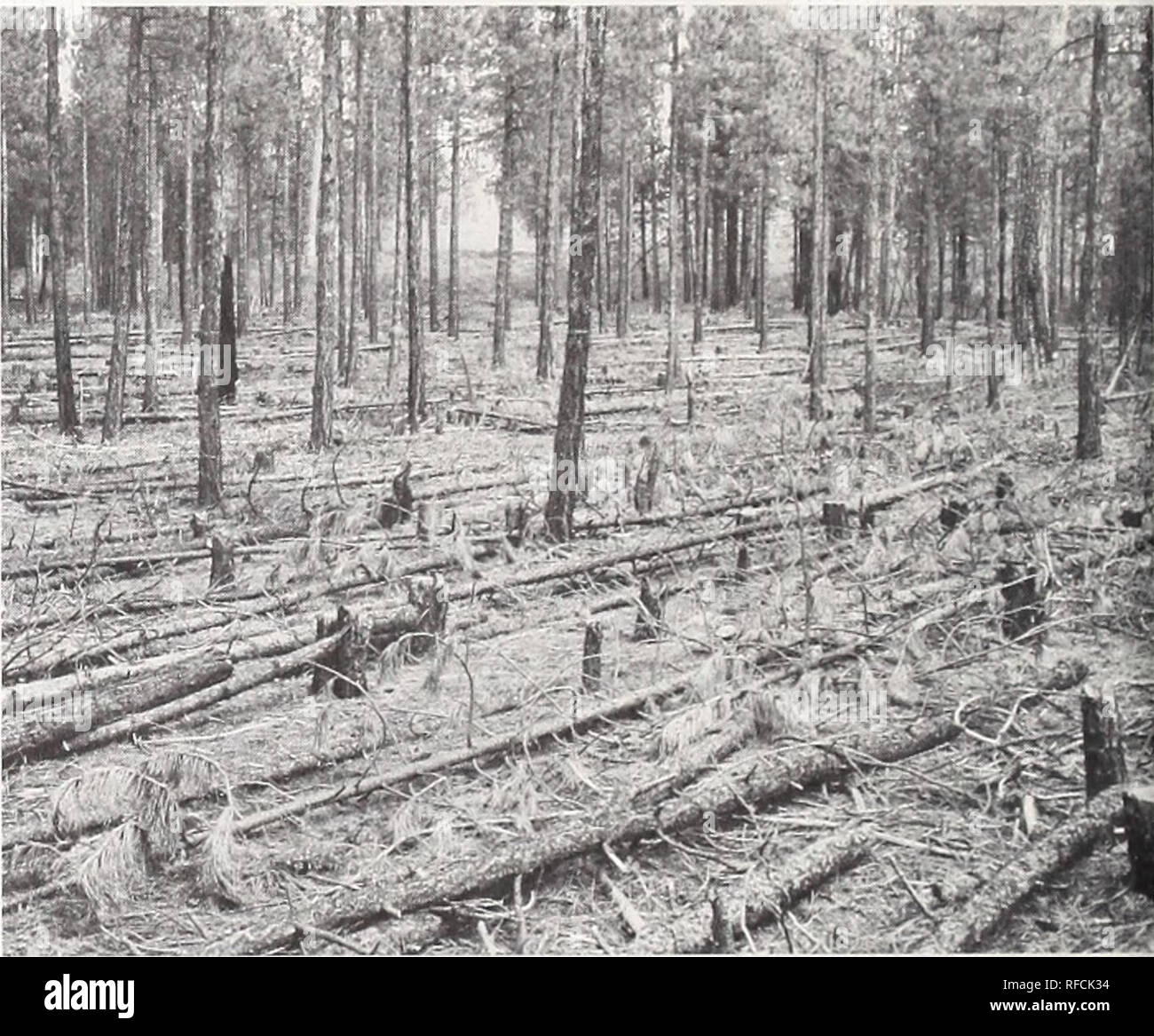 Thinning in a pine forest hi-res stock photography and images - Alamy