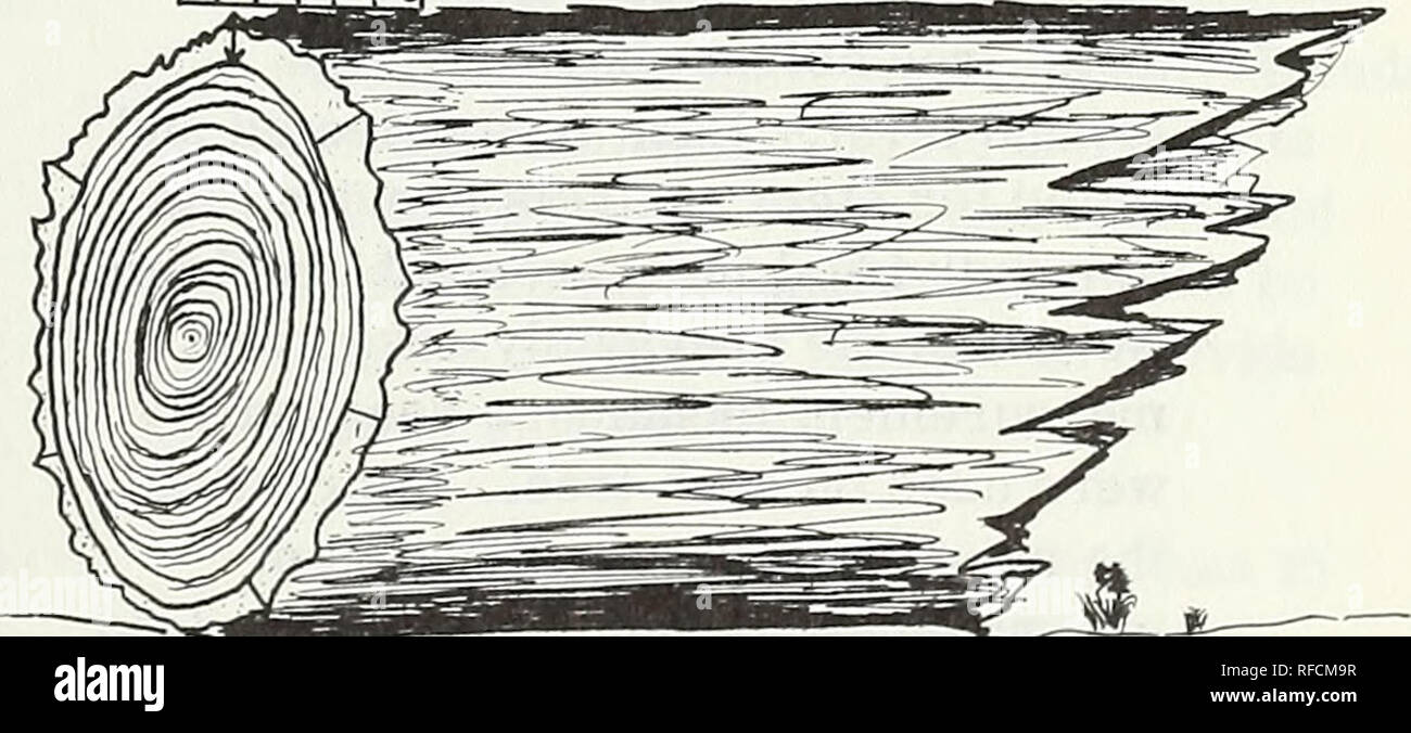 Tree Stump And Feature High Resolution Stock Photography and Images - Alamy