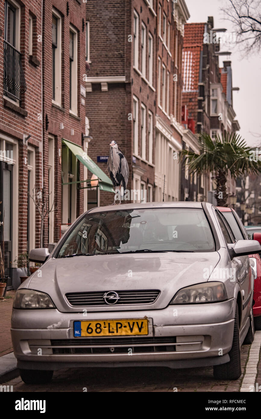Jordan, Amsterdam, Netherlands Heron Stock Photo - Alamy