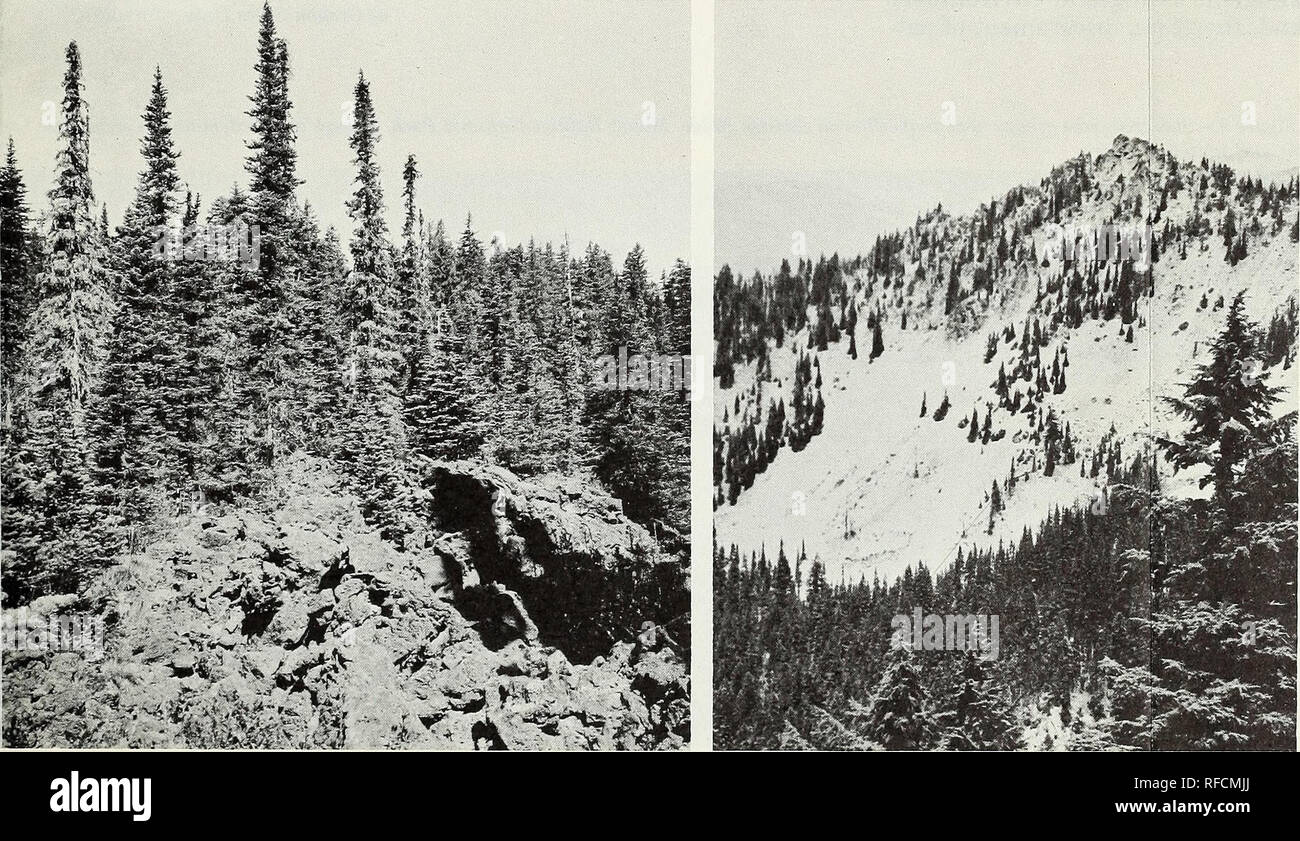 Sub alpine fir stands hi-res stock photography and images - Alamy