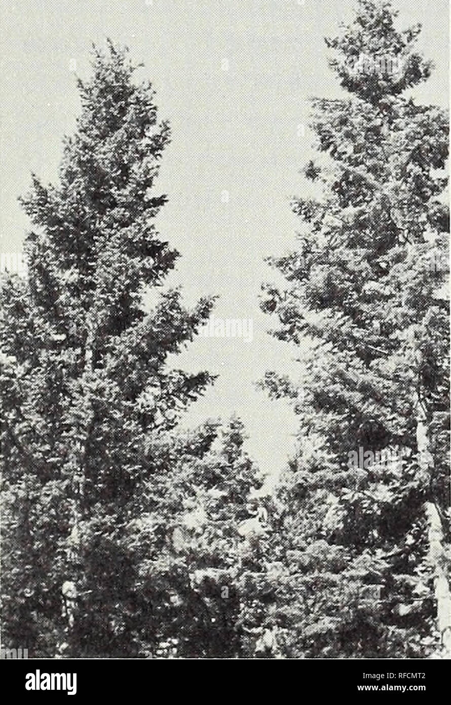 Douglas fir damaged by spruce budworm hi-res stock photography and ...