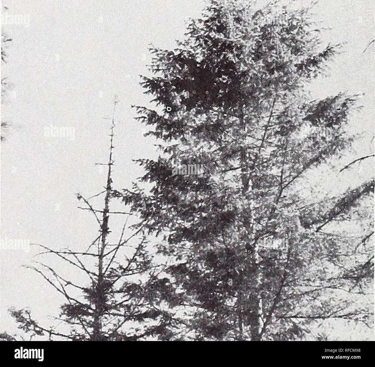 . Differential effects of the 1944-56 spruce budworm outbreak in ...