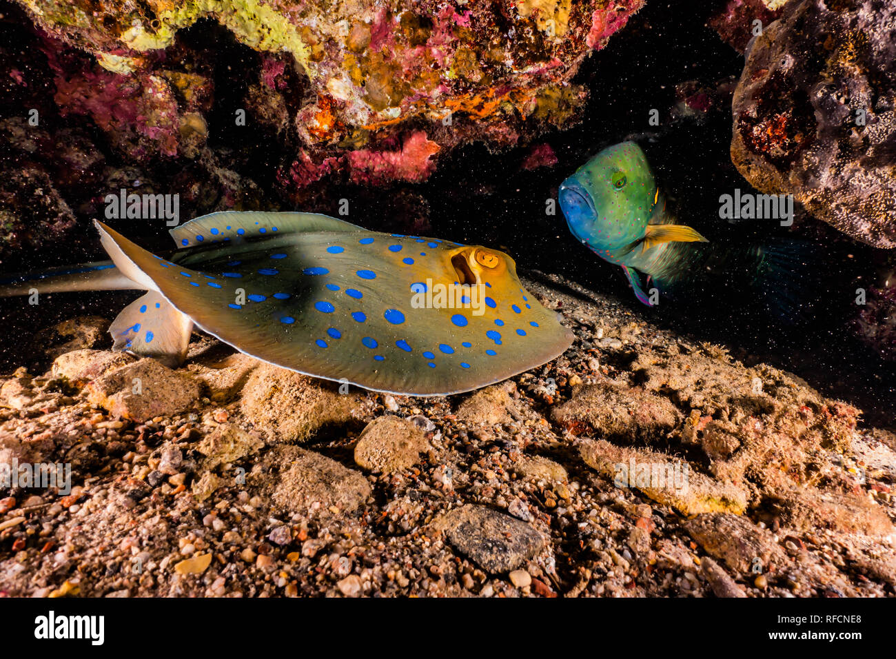 Blue spotted stingray On the seabed in the Red Sea Stock Photo - Alamy