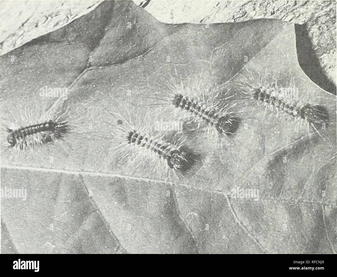 Bacillus thuringiensis hi-res stock photography and images - Alamy