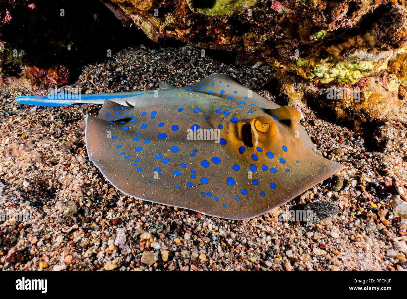 Skate Fish High Resolution Stock Photography and Images - Alamy