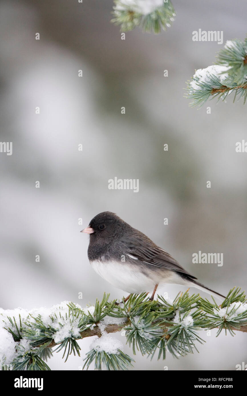 Junco snowbird hi-res stock photography and images - Alamy
